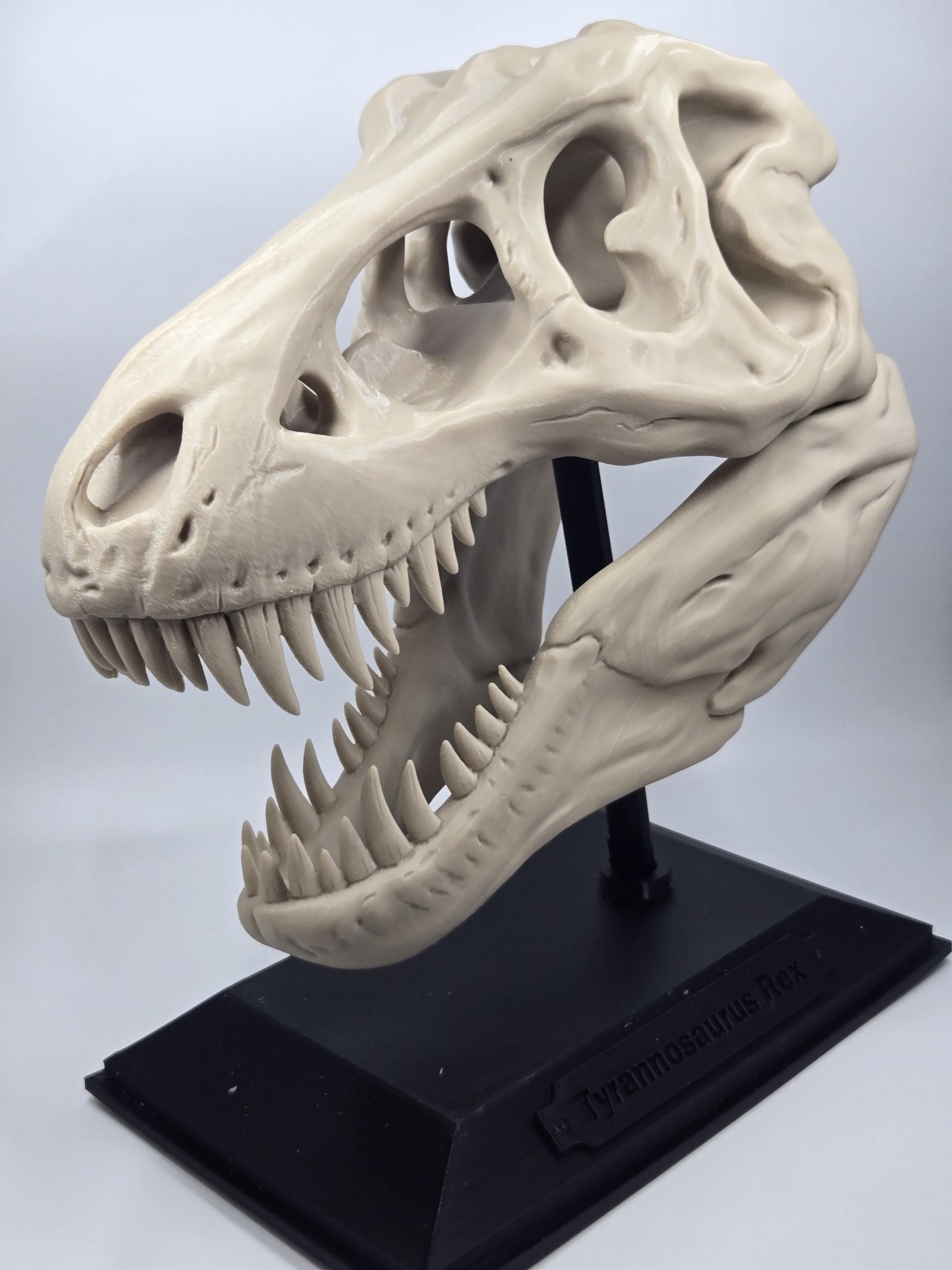 T-rex Skull Exact Replica, BIG! Tyrannosaurus Fossil Bones Specimen ...