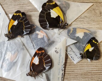 LittleCaterpillarArt - Etsy