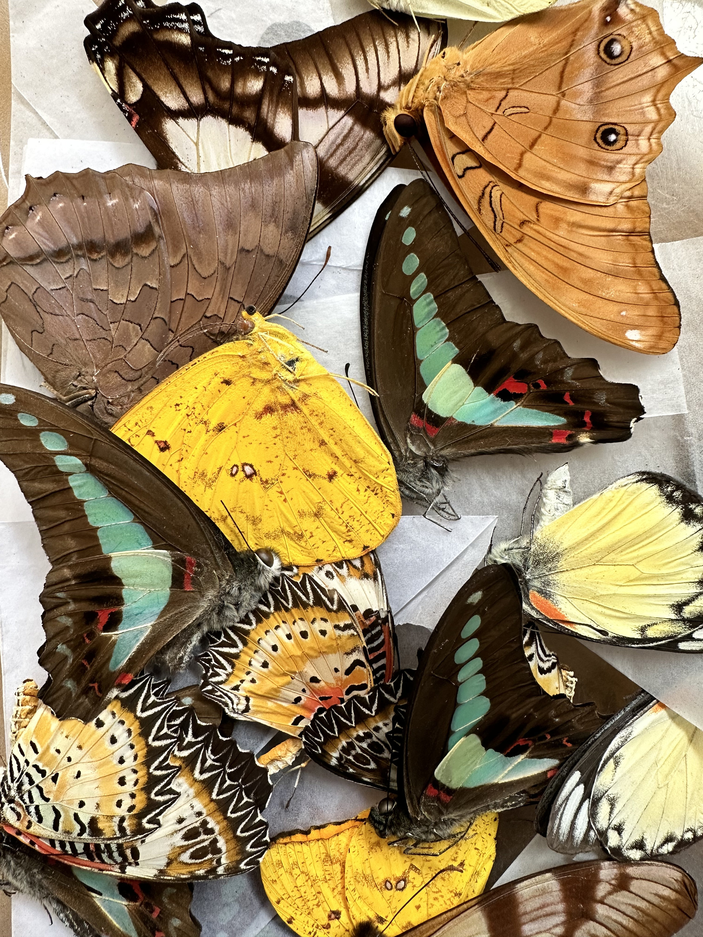 REAL Dried Butterflies for Artwork, Crafts, and Projects! Bulk Dead ...