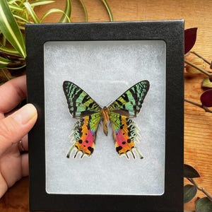 Riker Mount Frames for Insects. Different Sizes! Butterflies, Beetles ...