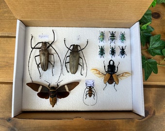 Insect Storage Box - Etsy