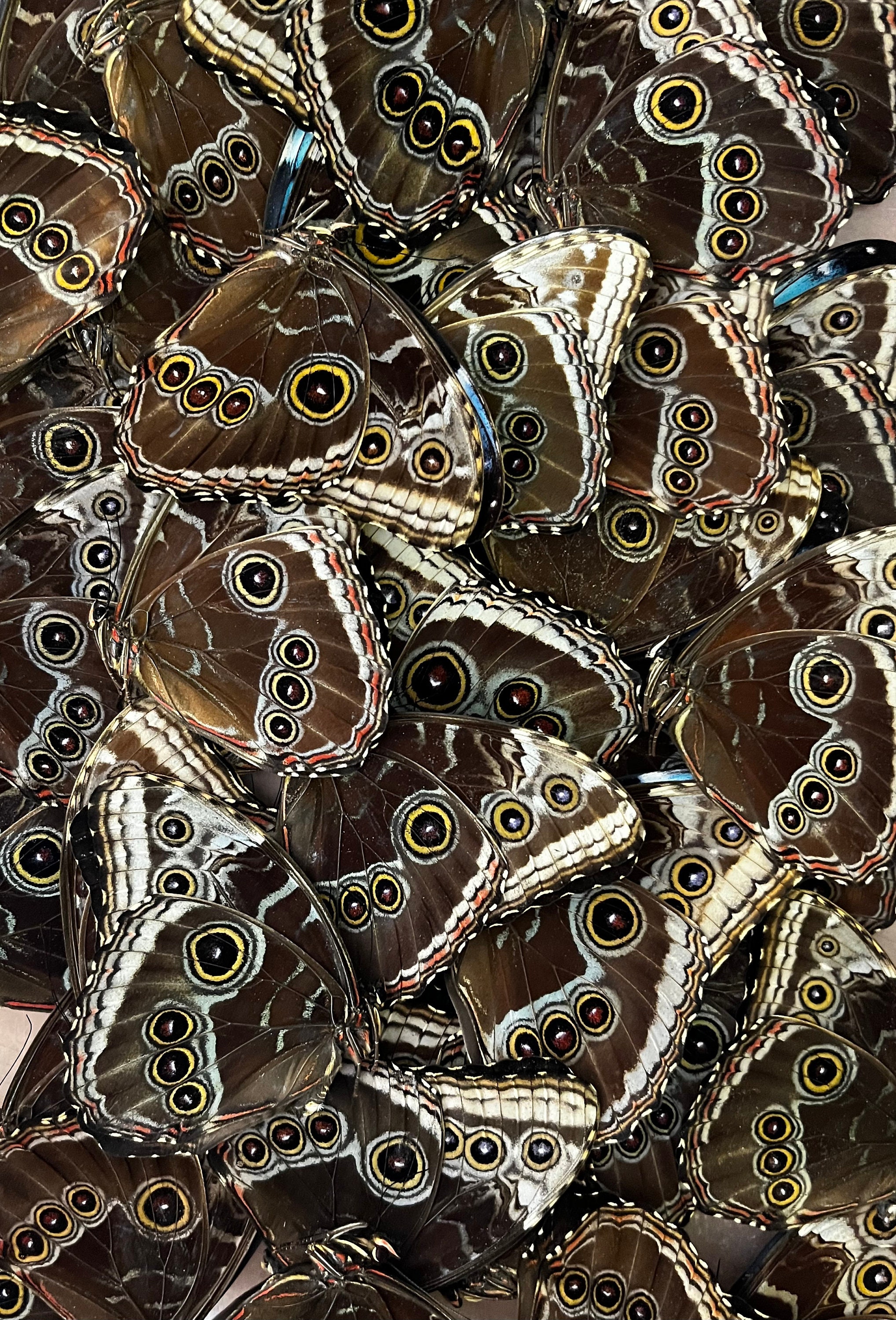 Blue Morpho Butterfly Morpho Helenor Unmounted/unspread | Etsy