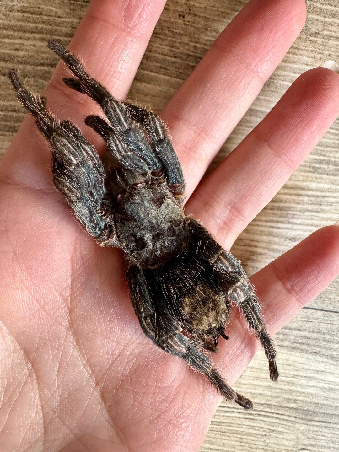 REAL Peruvian Bird Eating Tarantula 'hapalotremus Carabaya' - Etsy UK