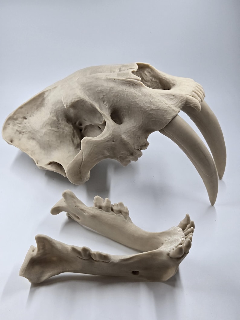 Saber-tooth Tiger Skull Exact Replica, Full Size, Smilodon Fatalis Fossil Bones Specimen ...