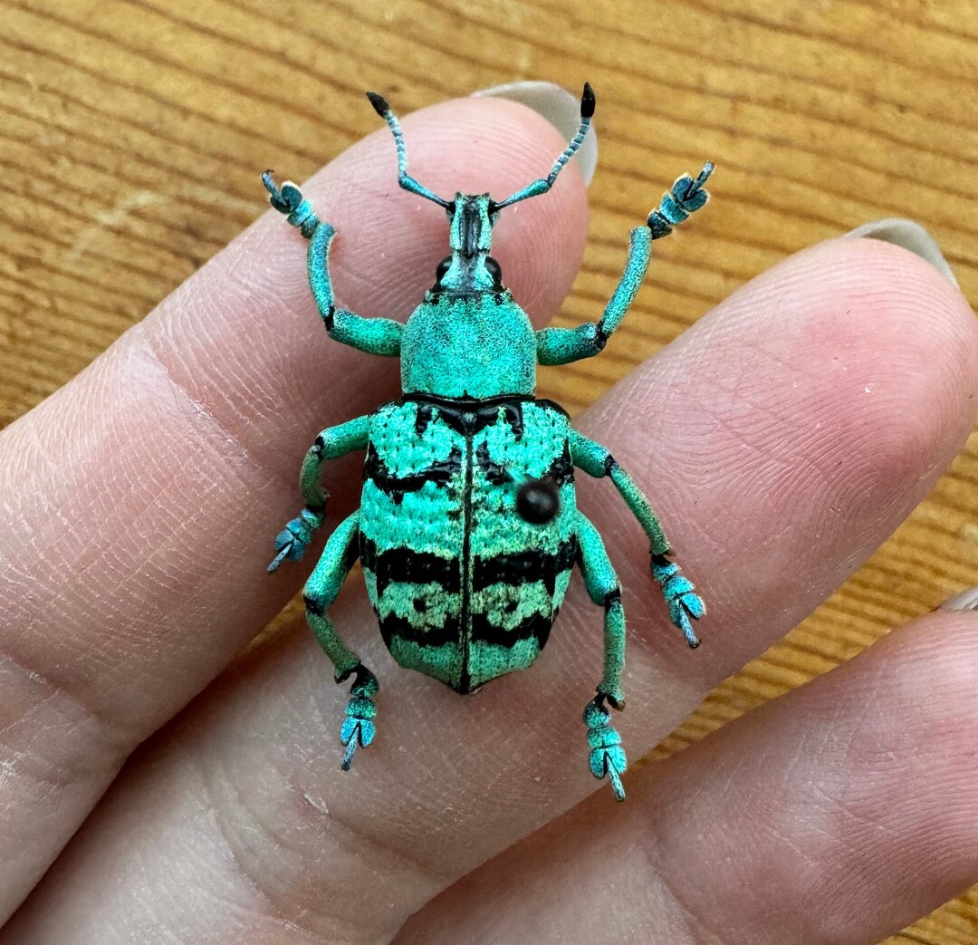 Blue/green Weevil Beetle 'eupholus Chevrolati' - Etsy