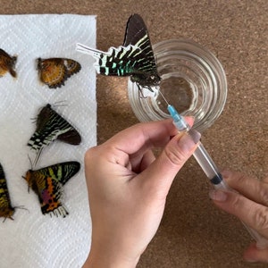 Butterfly/insect Hydration Syringe Entomology Tools/equipment - Etsy