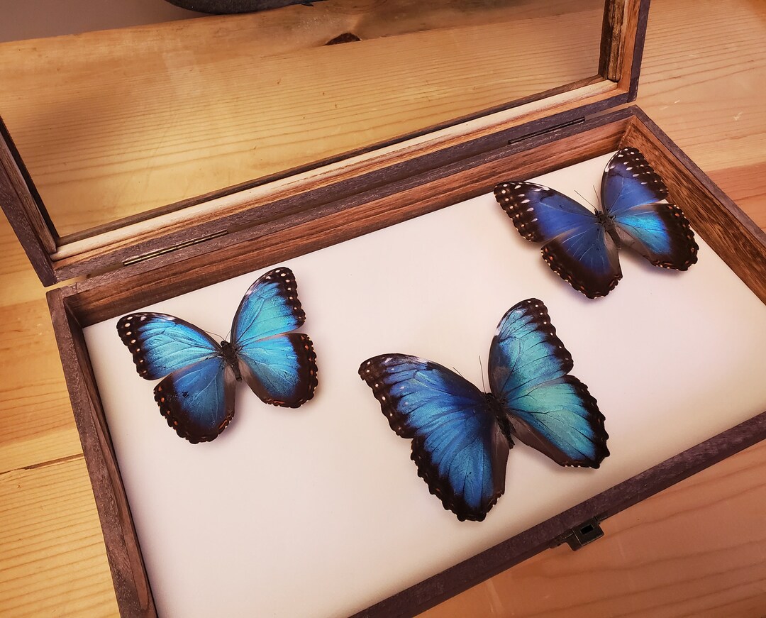 Insect Butterfly Wooden Display Case Cabinet CASE ONLY - Etsy