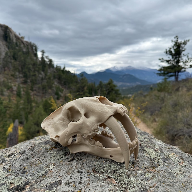 Real Bear Skull - Etsy