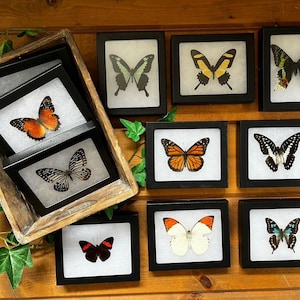 Riker Mount Frames for Insects. Different Sizes! Butterflies, Beetles ...