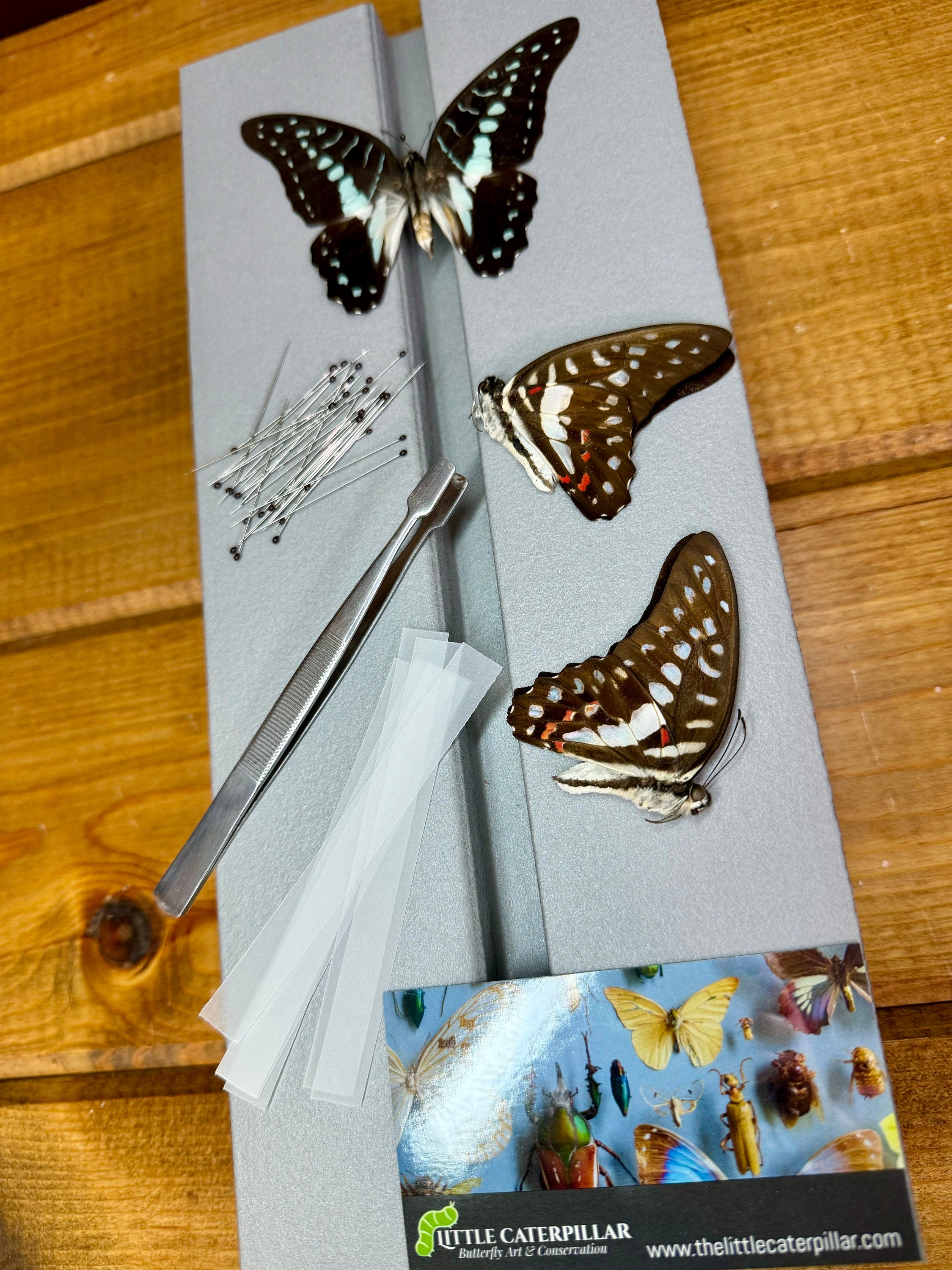 Kids Science Butterfly Kit With Spreading Board Real PRESERVED ...