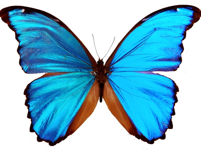 Real Papilio Ulysses Butterfly Specimen (blue Emperor Swallowtail ...