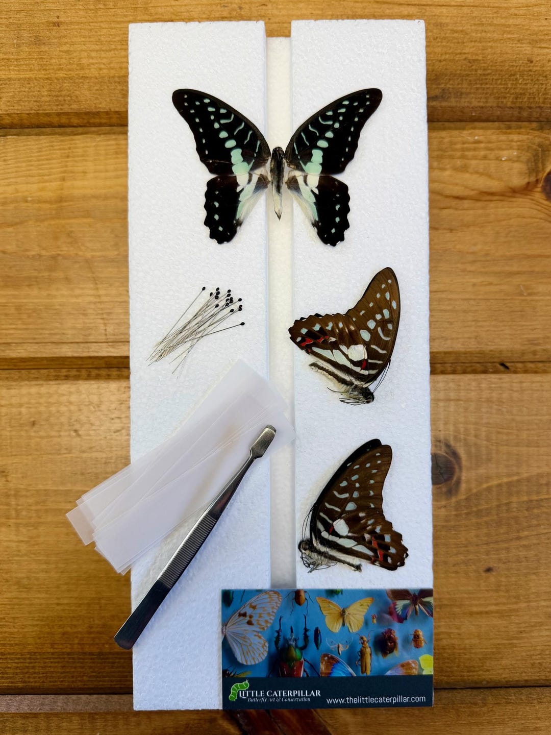 Complete Butterfly Mounting Kit With Spreading Board, PRESERVED ...