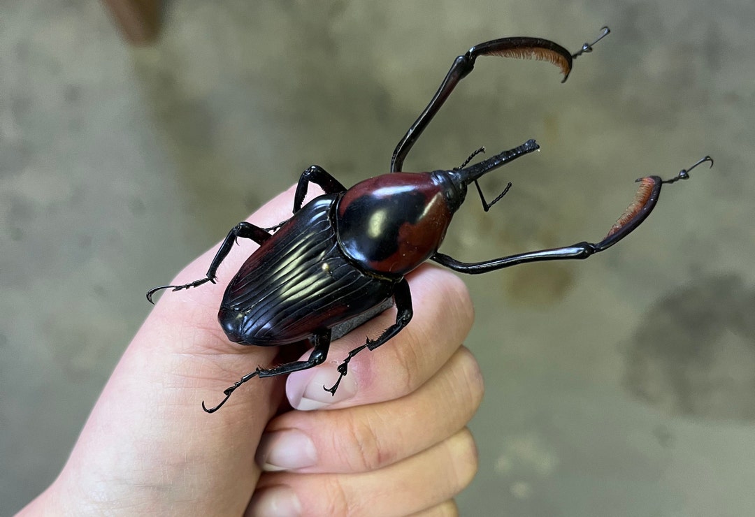 REAL Giant Bamboo Weevil Cyrtotrachelus Buqueti - Etsy