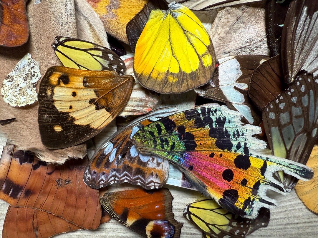 Mixed Lot of DAMAGED Tropical Butterfly Wings Craft Grade REAL 25 Wings ...