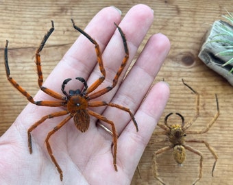 REAL Orb Weaver Teardrop Spider on Real Preserved Spider Web Necklace ...