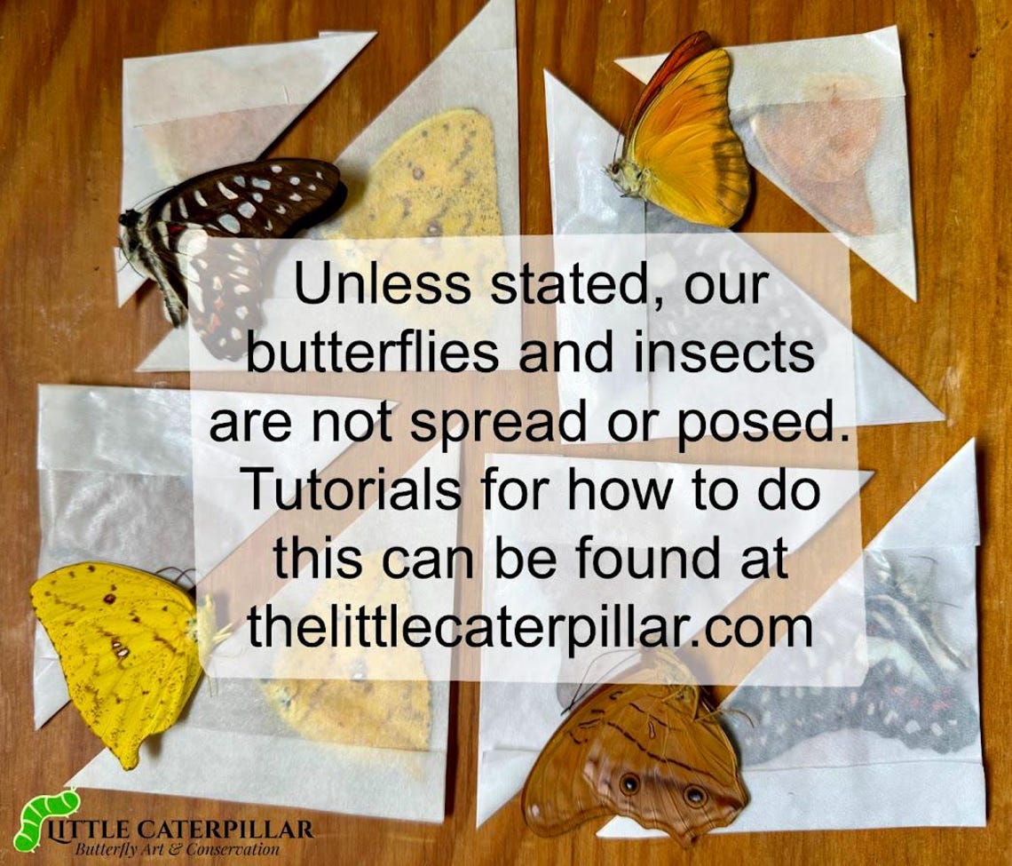 REAL 88 Butterfly, Callicore Hystaspes, Eighty-eight, Dried, Dead ...
