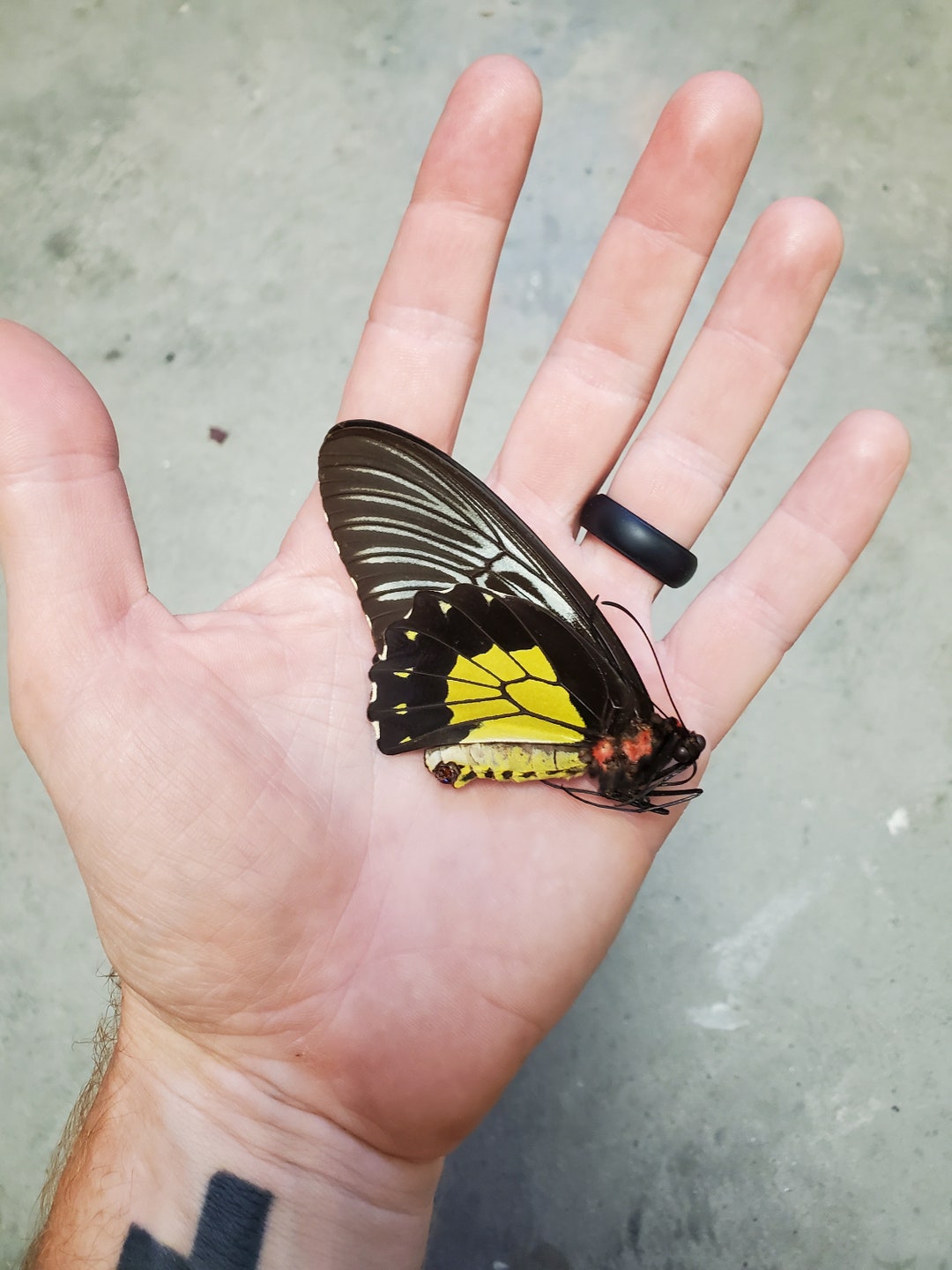 Birdwing Butterfly Male 'troides Rhadamantus' Yellow Birdwing, REAL - Etsy