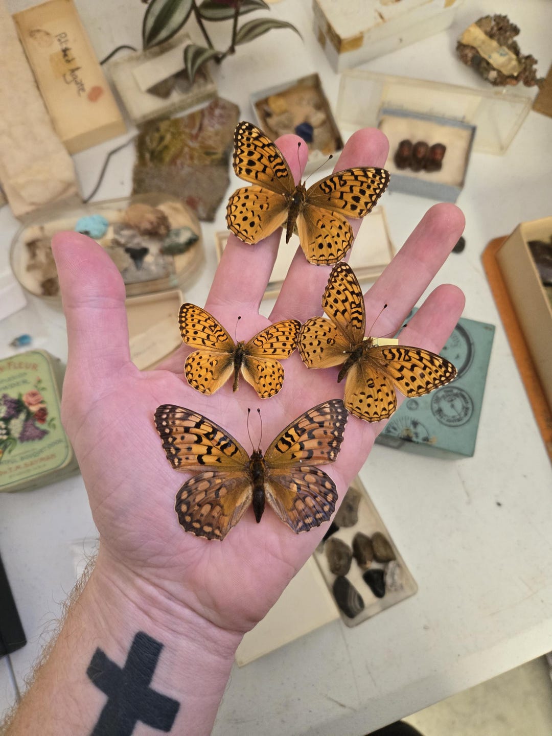 REAL Fritillary Butterfly Wings Spread Open Dried, Dead Preserved ...