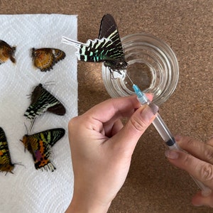 Butterfly/insect Hydration Chamber Kit for Rehydrating Butterflies, Bug ...