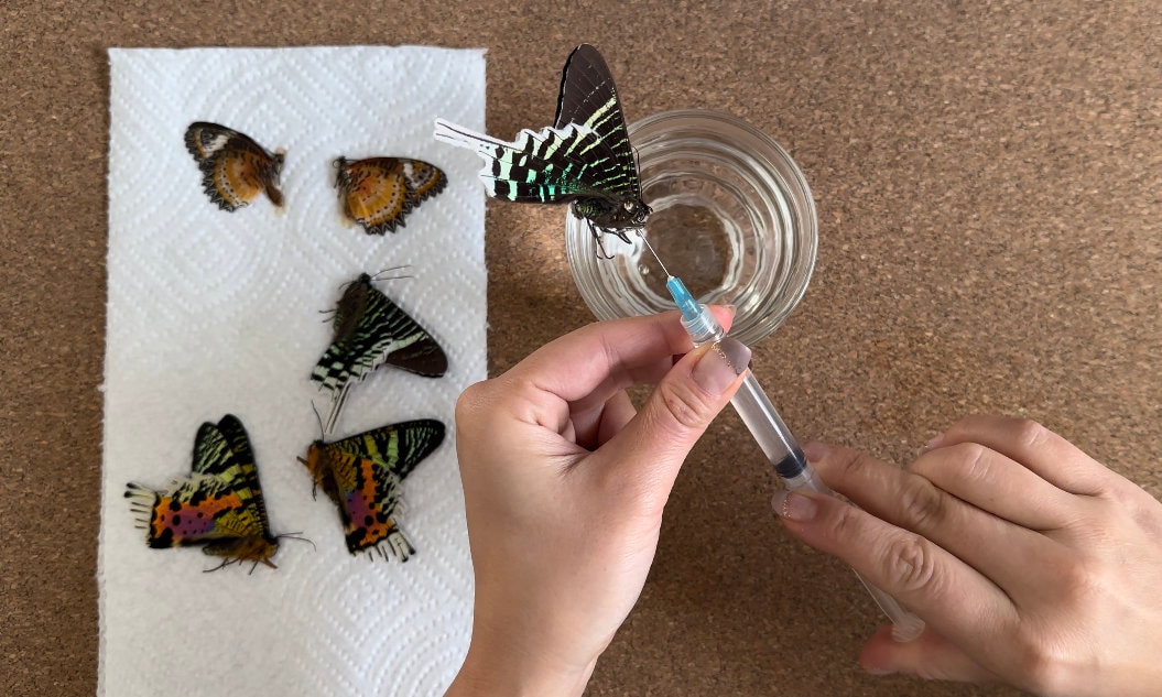 Butterfly/insect Hydration Chamber Kit for Rehydrating Butterflies, Bug ...