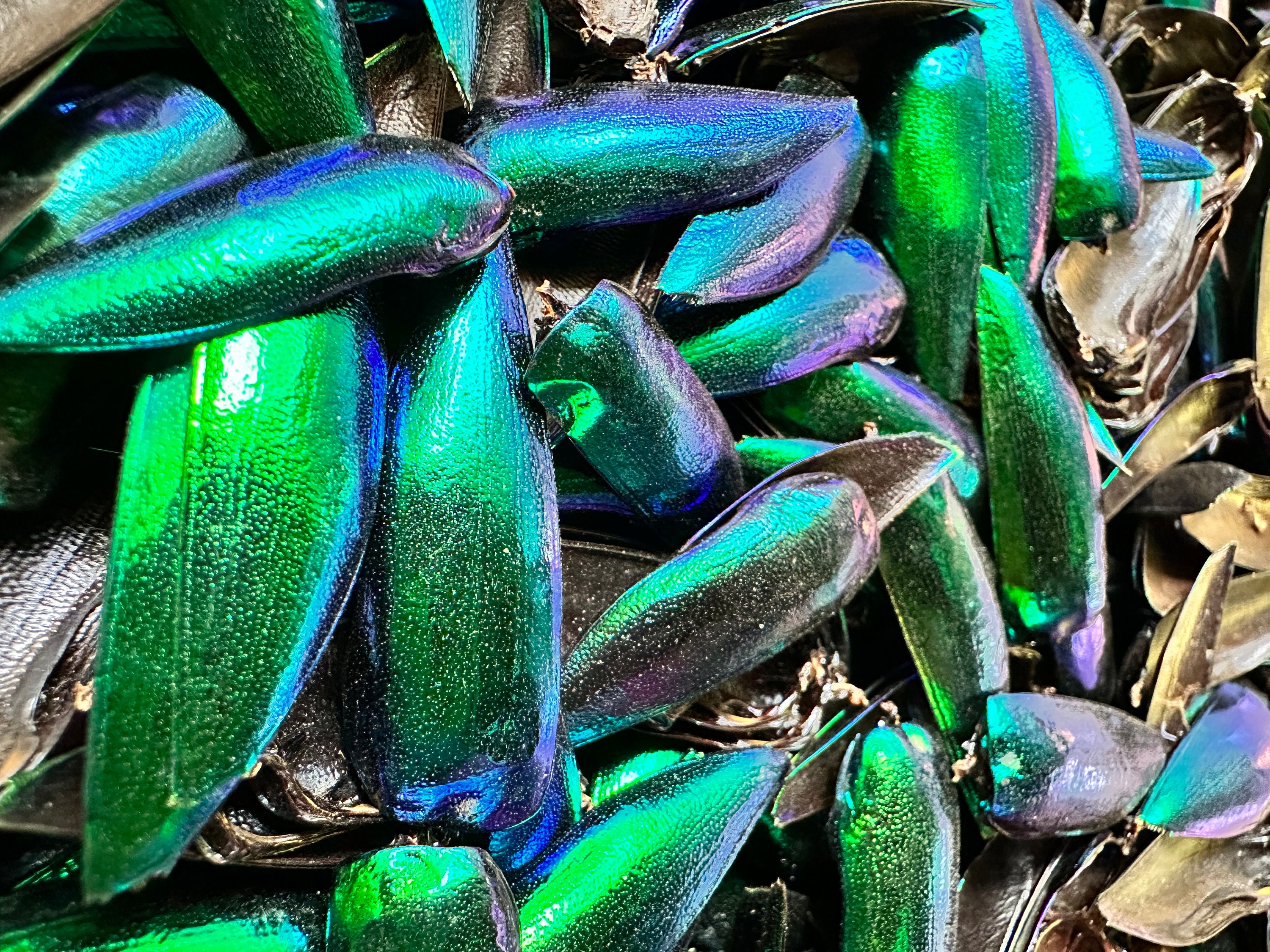 Jewel Beetle Elytra for Art Crafts Jewelry REAL - Etsy