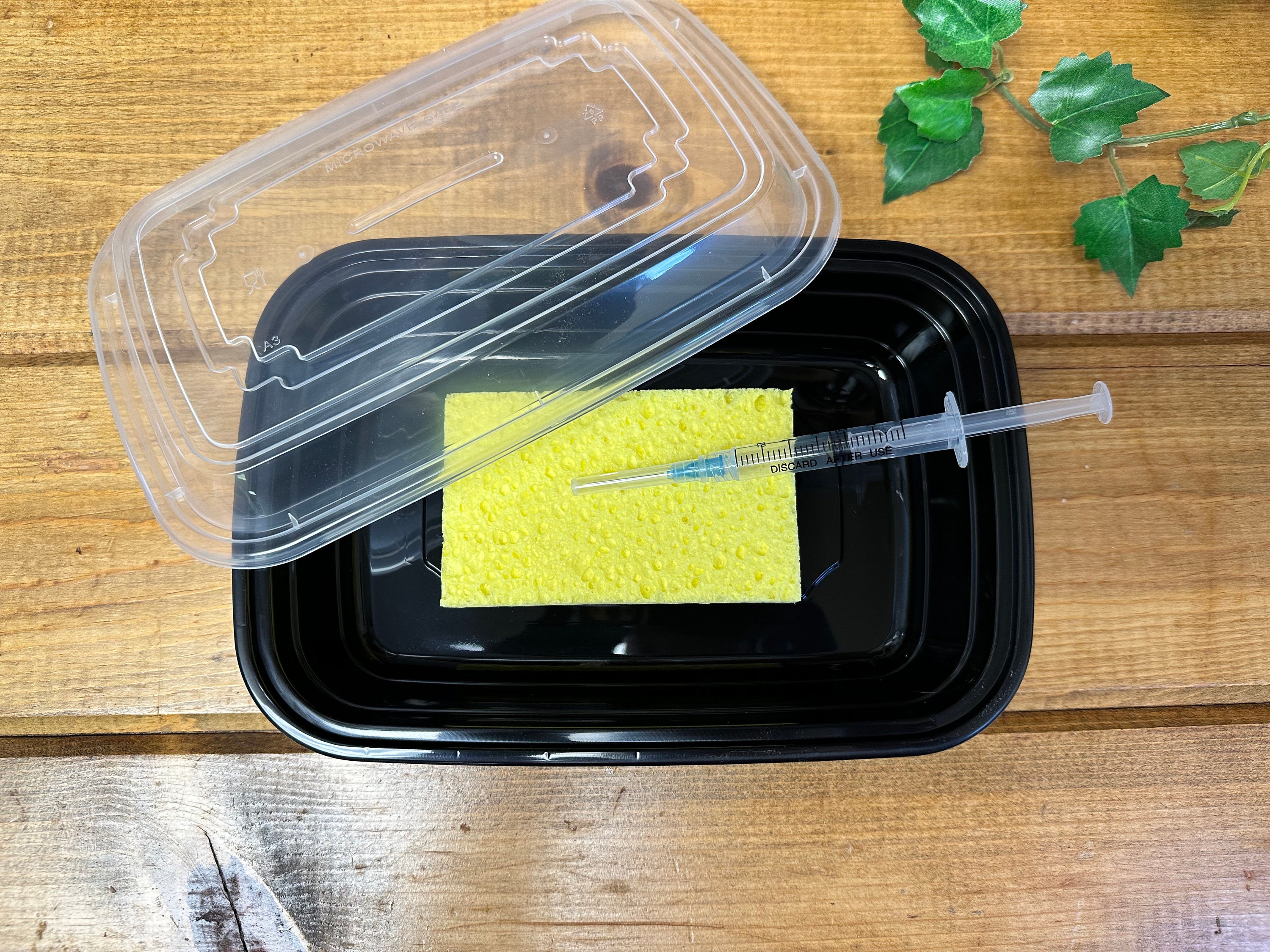 Butterfly/insect Hydration Chamber Kit for Rehydrating Butterflies, Bug ...