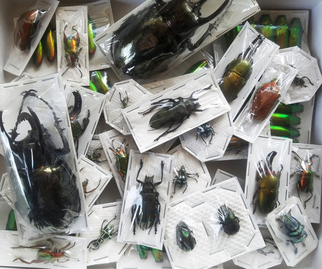 REAL Assorted Bugs and Beetles! Cool Insect Species From Around the ...