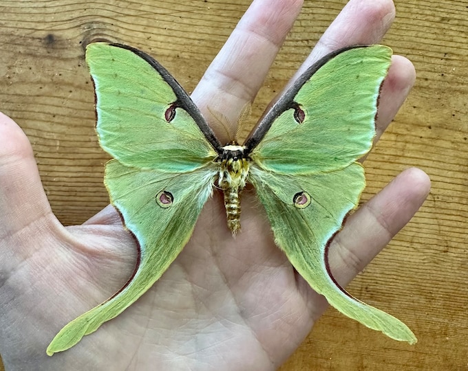 Actias Luna REAL Green Luna Moon Moth, Preserved, Dead, Dried Insect ...