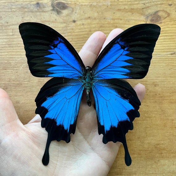 Ulysses Swallowtail Butterfly Swallowtail Butterfly (Papilio Ulysses