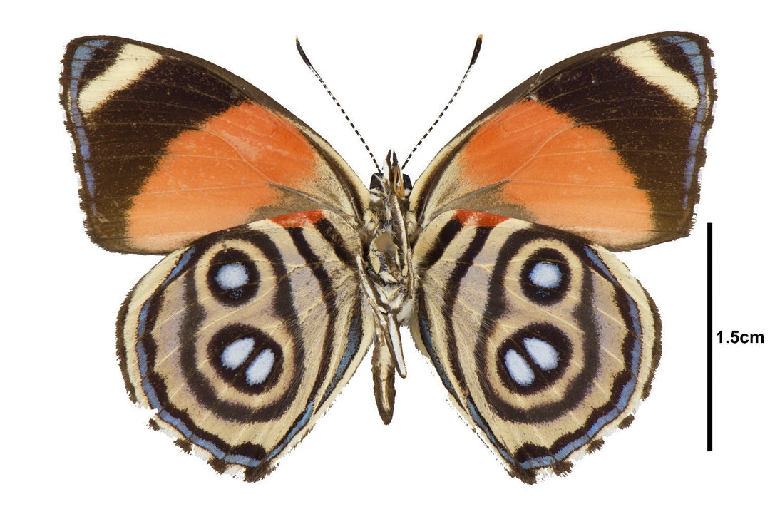 REAL 88 Butterfly, Callicore Hystaspes, Eighty-eight - Etsy