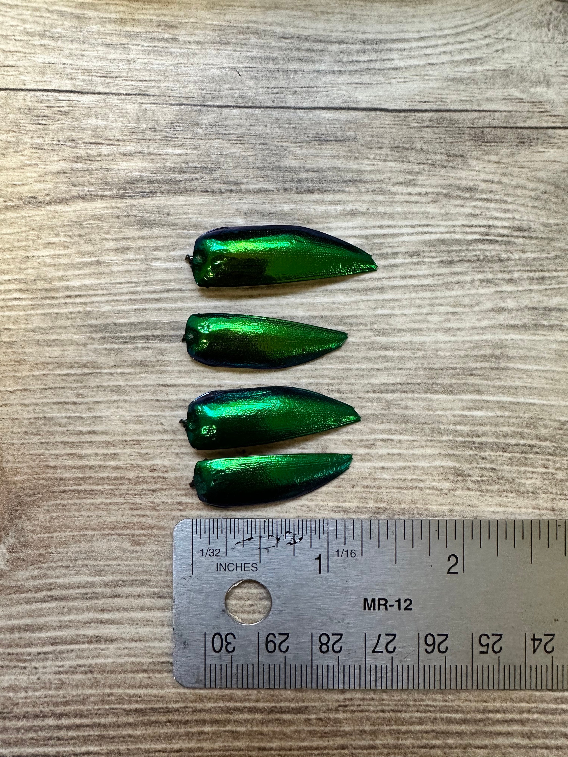 Jewel Beetle Elytra for Art, Crafts, Jewelry REAL - Etsy