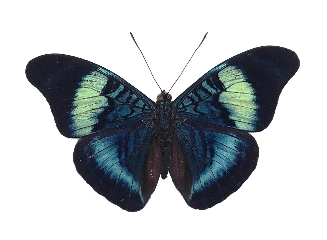 REAL BUTTERFLY Panacea Prola RED Flasher Amazon Butterfly - Etsy