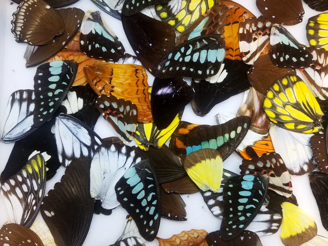 REAL Butterfly Wings for Art, Crafts, Jewelry. Mixed Assortment of 25 ...