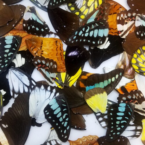 Real Butterfly Wings - Etsy