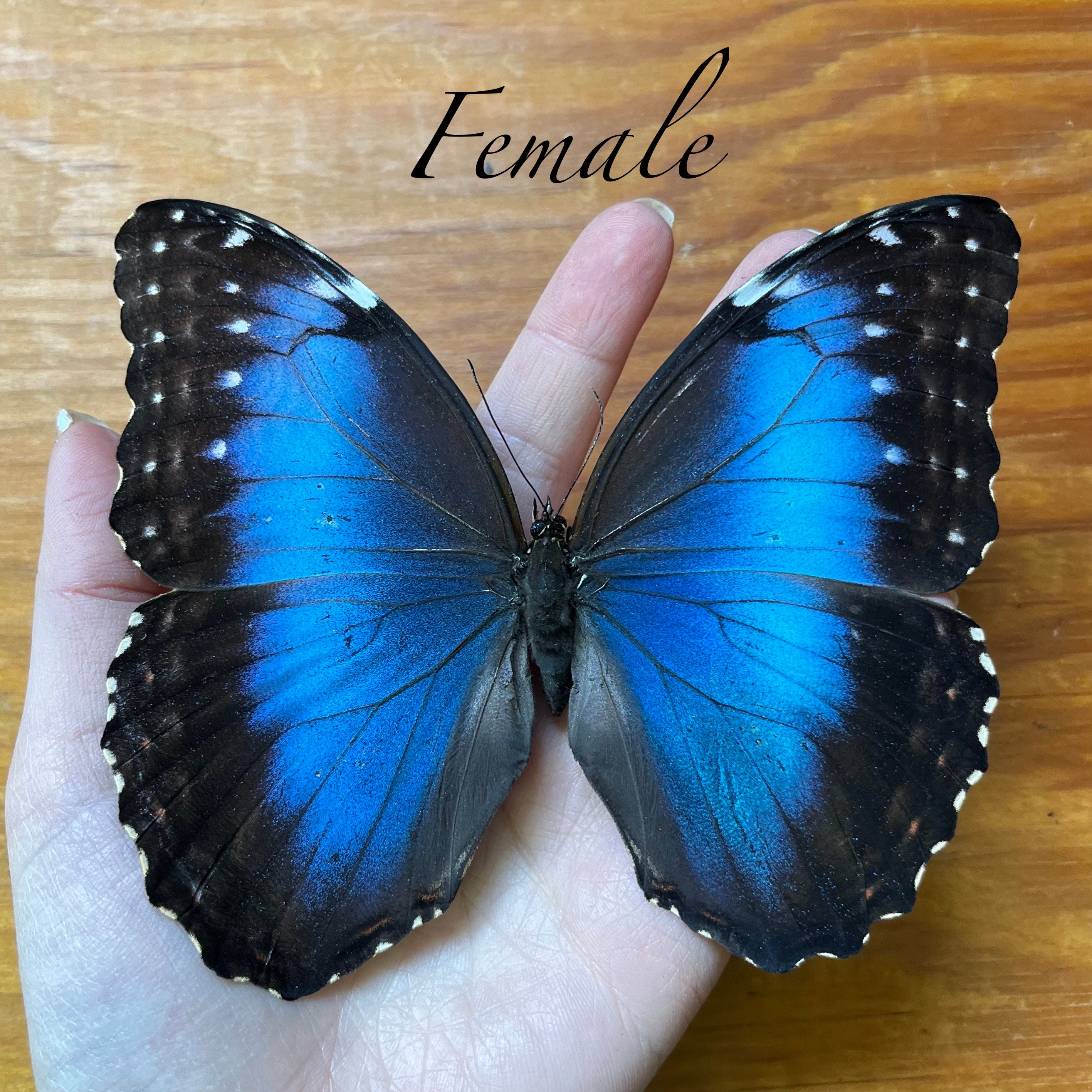 Blue Morpho Butterfly Morpho Helenor Unmounted/unspread - Etsy