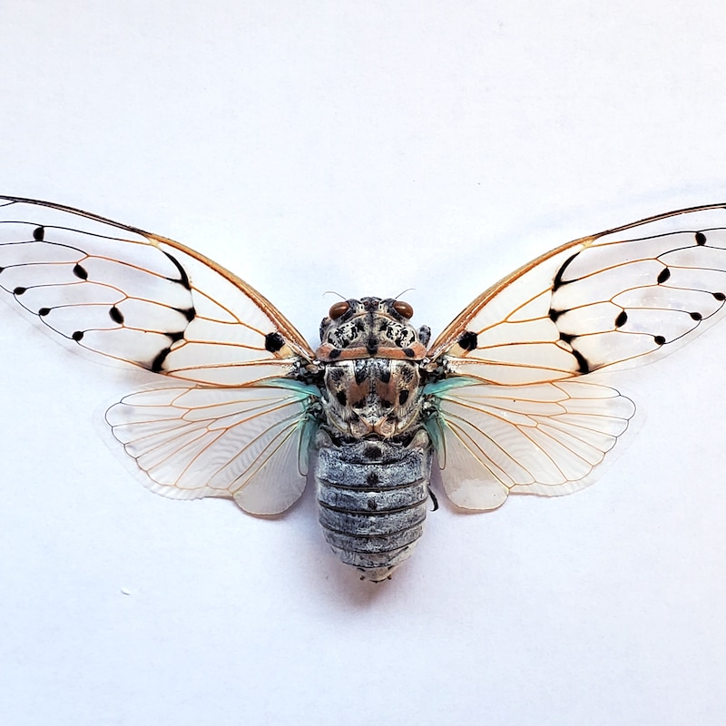 Cicada Wings - Etsy
