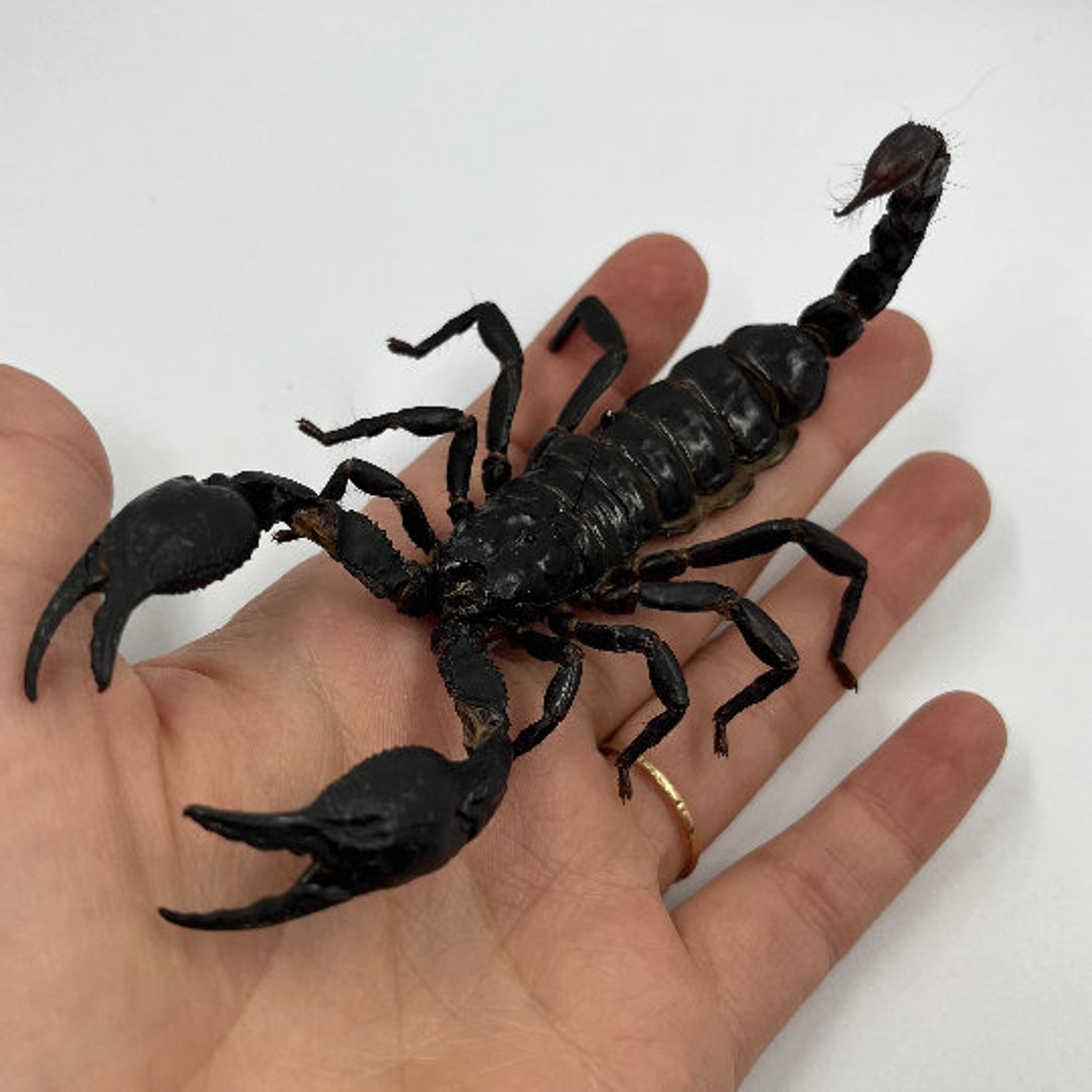 GIANT Real Scorpion, DEAD Specimen Heterometrus Laoticus, Black Forest ...