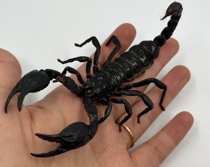GIANT Real Scorpion, DEAD Specimen Heterometrus Laoticus, Black Forest ...