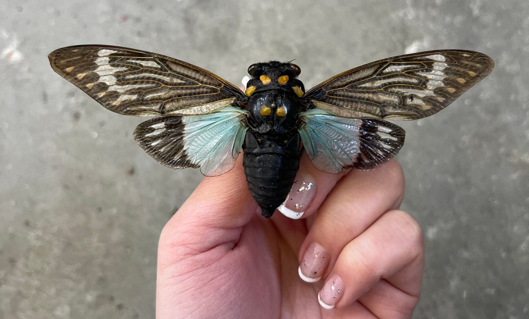 REAL Blue Cicada Tosena Splendida Wings Spread Open! Unusual Big Dead ...