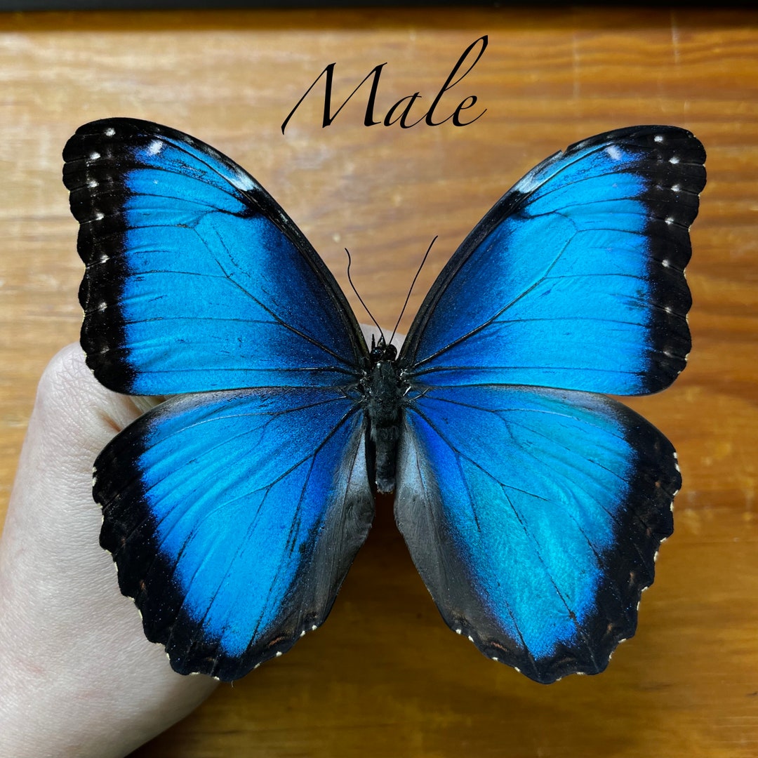 Blue Morpho Butterfly Morpho Helenor Unmounted/unspread - Etsy