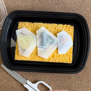 Butterfly/insect Hydration Chamber Kit for Rehydrating Butterflies, Bug ...