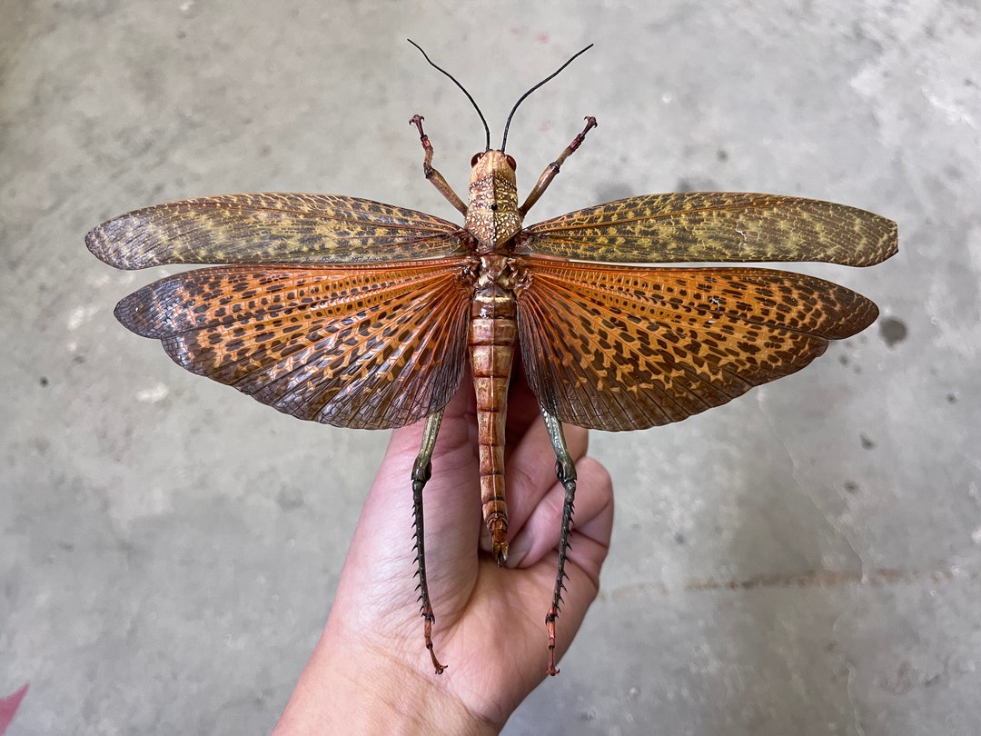 GIANT Grasshopper Tropidacris dux Real Orange-wing Insect UNSPREAD ...
