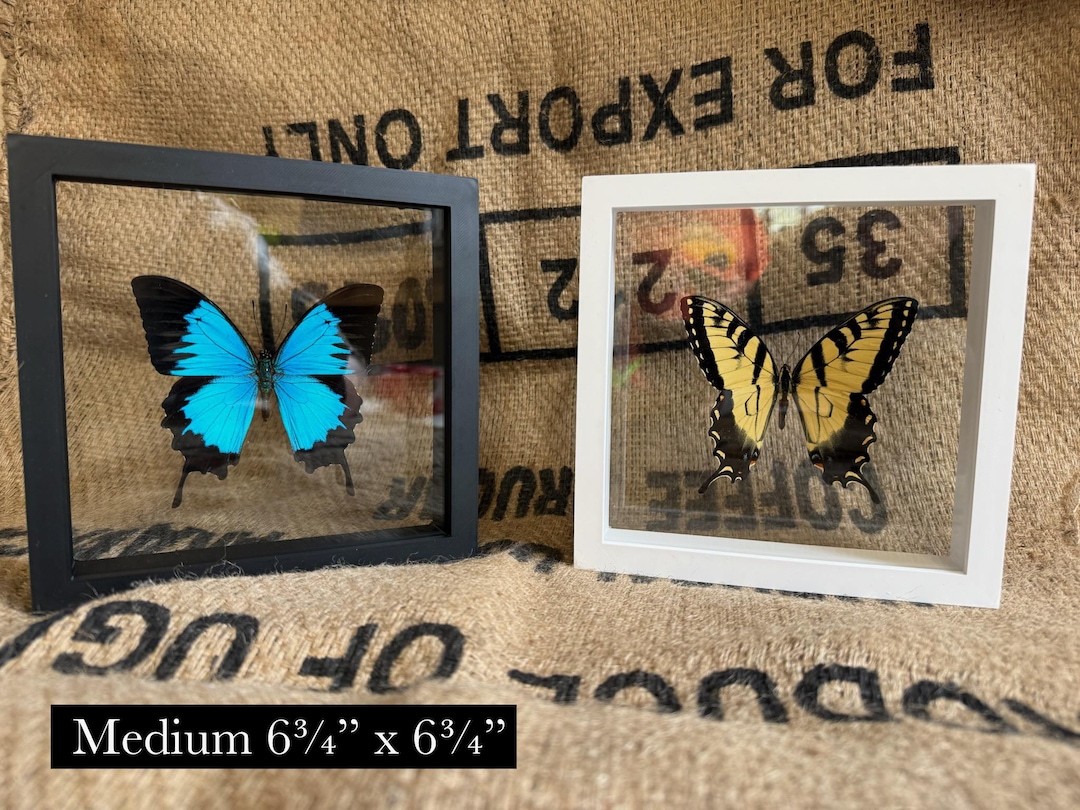 Double Glass Shadow Box Frames, REAL GLASS, Insect + Butterfly Picture ...