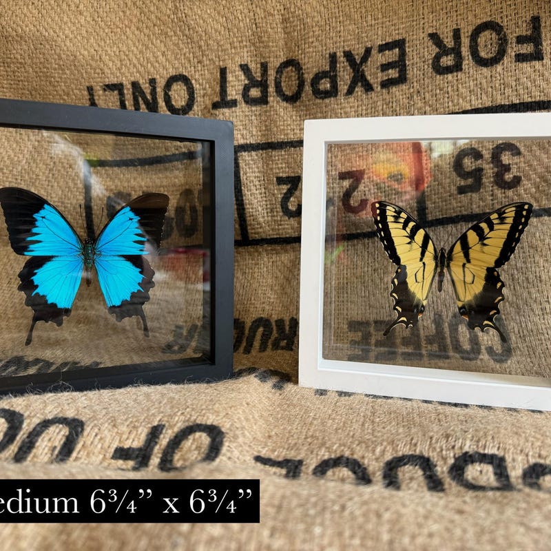 Insect Double Glass Frame - Etsy