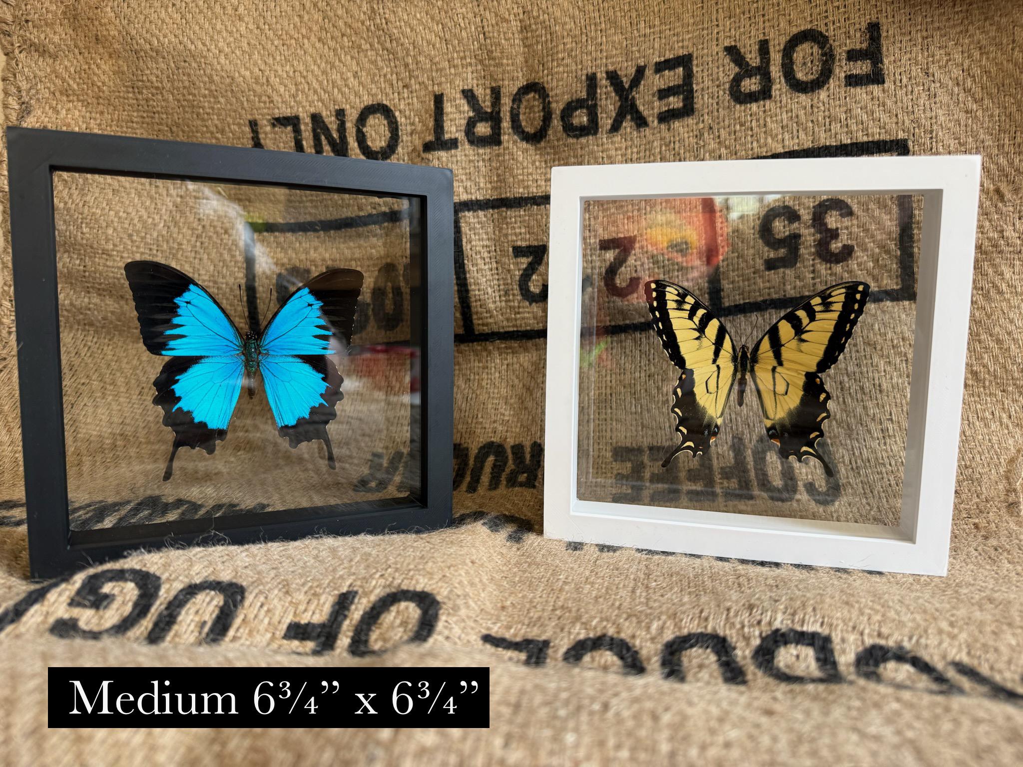 Double Glass Shadow Box Frames, REAL GLASS, Insect + Butterfly Picture ...