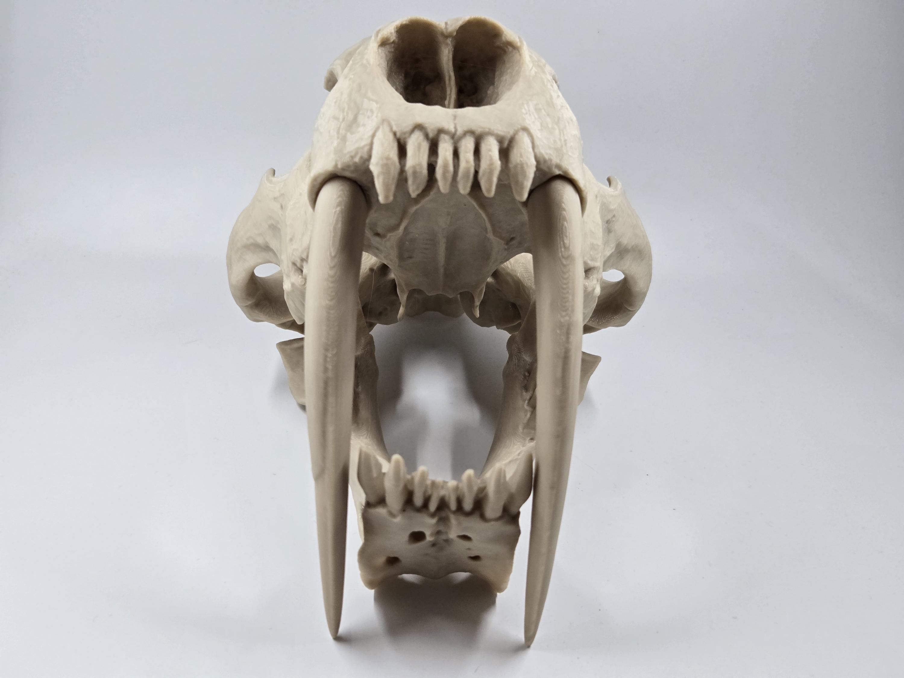 Saber-tooth Tiger Skull Exact Replica, Full Size, Smilodon Fatalis Fossil Bones Specimen ...