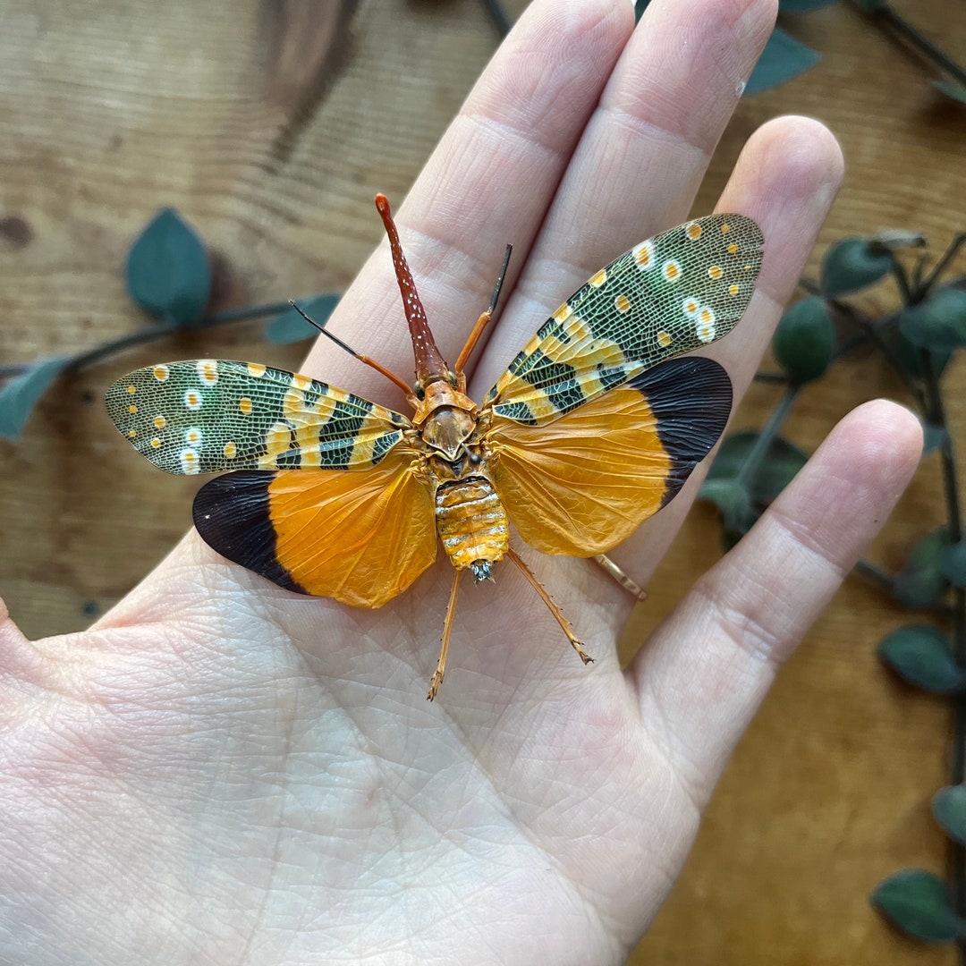 REAL Orange Winged Lanternfly Pyrops Candelaria CRAZY WEIRD Bug, Dead ...
