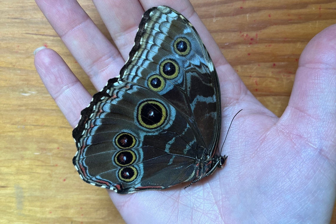 Blue Morpho Butterfly Morpho Helenor Peleides - Etsy