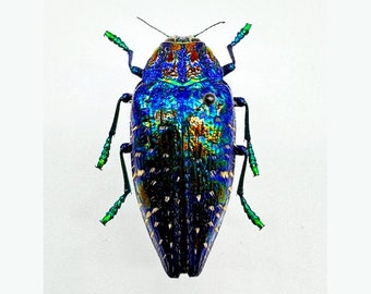 Blue Rainbow Jewel Beetle, Polybothris Sumptuosa Gema, Real Insect - Etsy