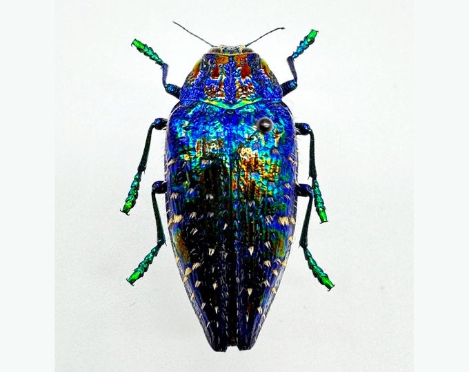 Blue Rainbow Jewel Beetle, Polybothris Sumptuosa Gema, Real Insect - Etsy